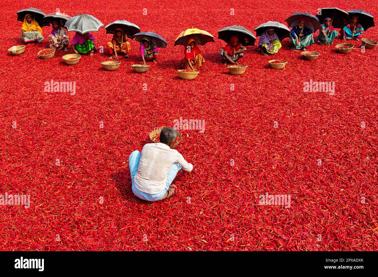 Piments rouges 2023 Banque de photographies et d’images à haute ...