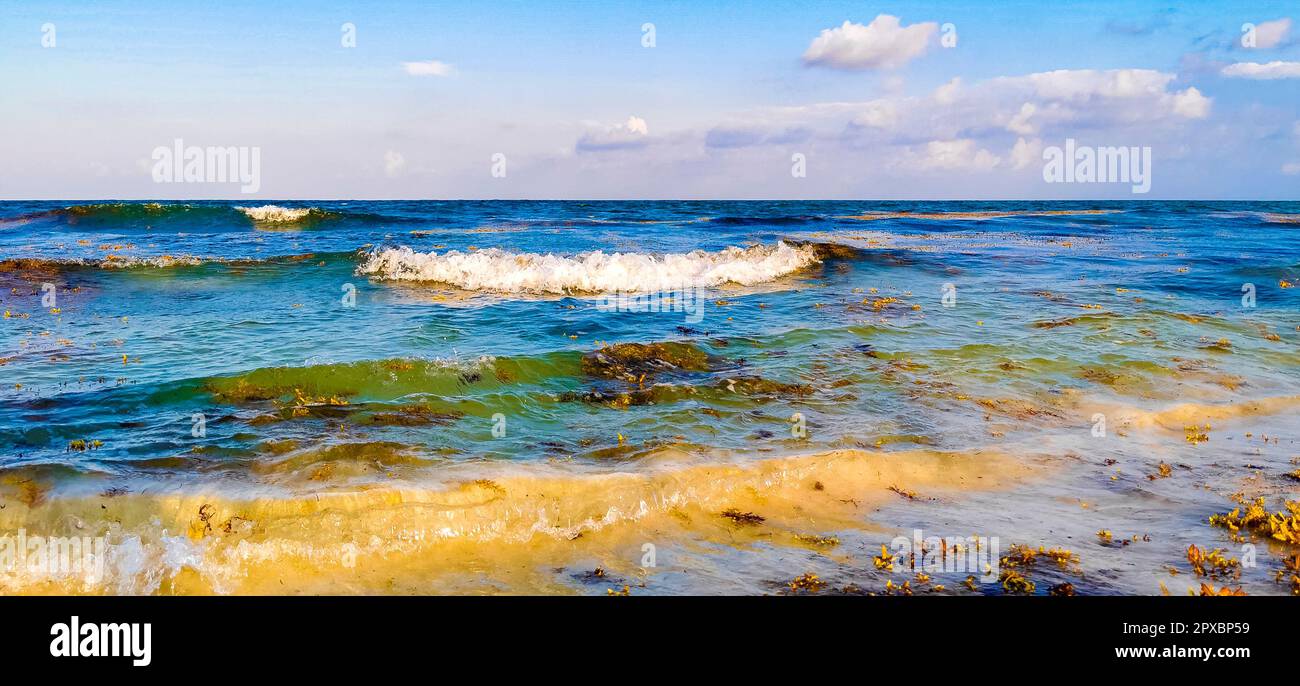La belle plage des Caraïbes est totalement sale et sale le mauvais ...