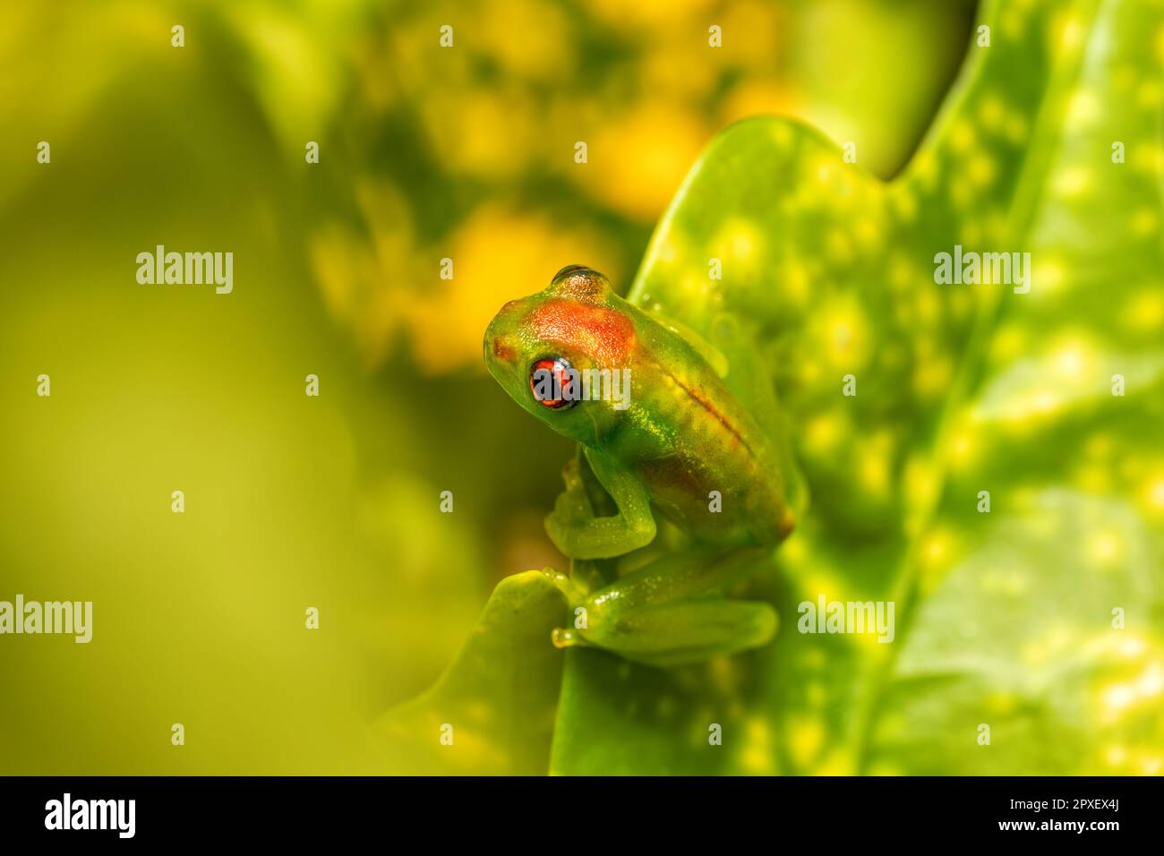African reed frogs Banque de photographies et d’images à haute ...
