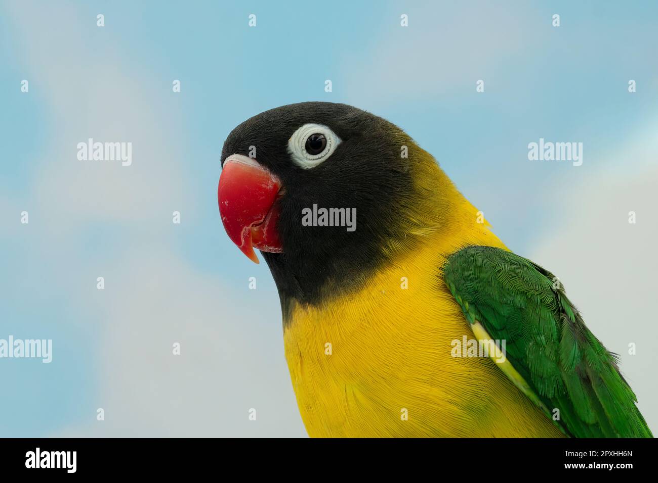 Perruche noire Banque de photographies et d’images à haute résolution ...