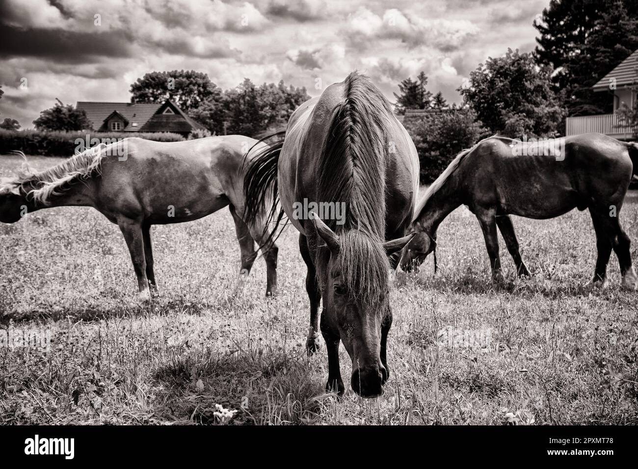 Pferde weide Banque de photographies et d’images à haute résolution - Alamy