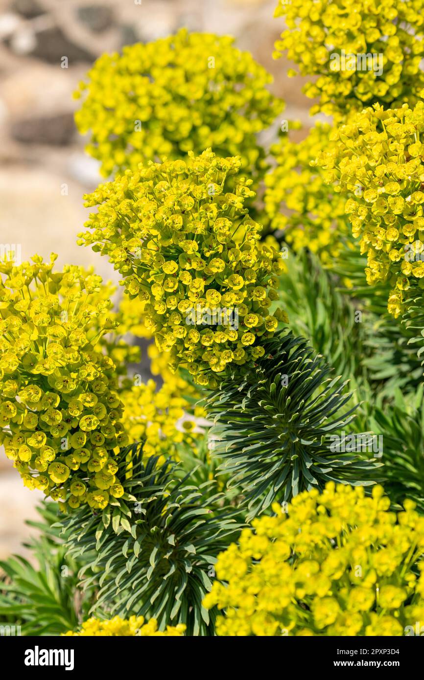 L'Euphorbia chacias, l'épine méditerranéenne ou l'épine albanaise, est ...