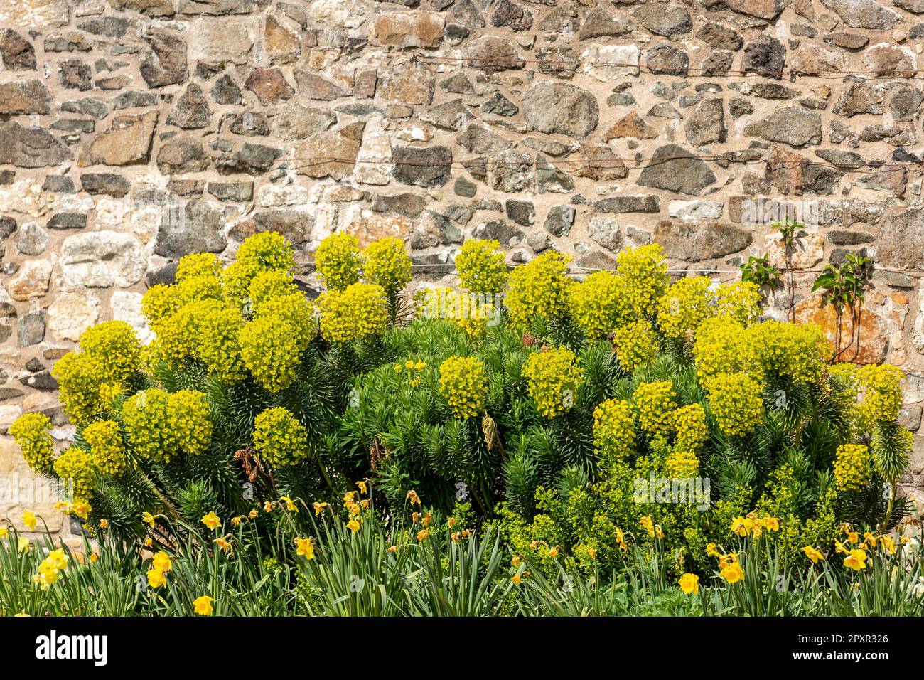 L'Euphorbia chacias, l'épine méditerranéenne ou l'épine albanaise, est ...
