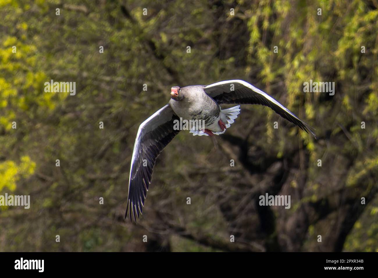 La bernache graylag, Anser anser, est une espèce de grande oie de la ...