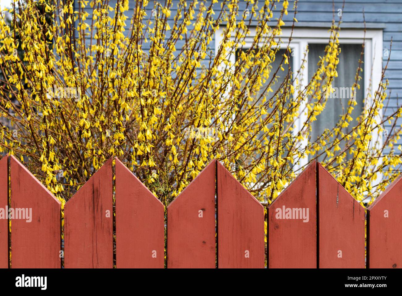 Une clôture avec un buisson de fleur jaune et un mur de bâtiment avec ...