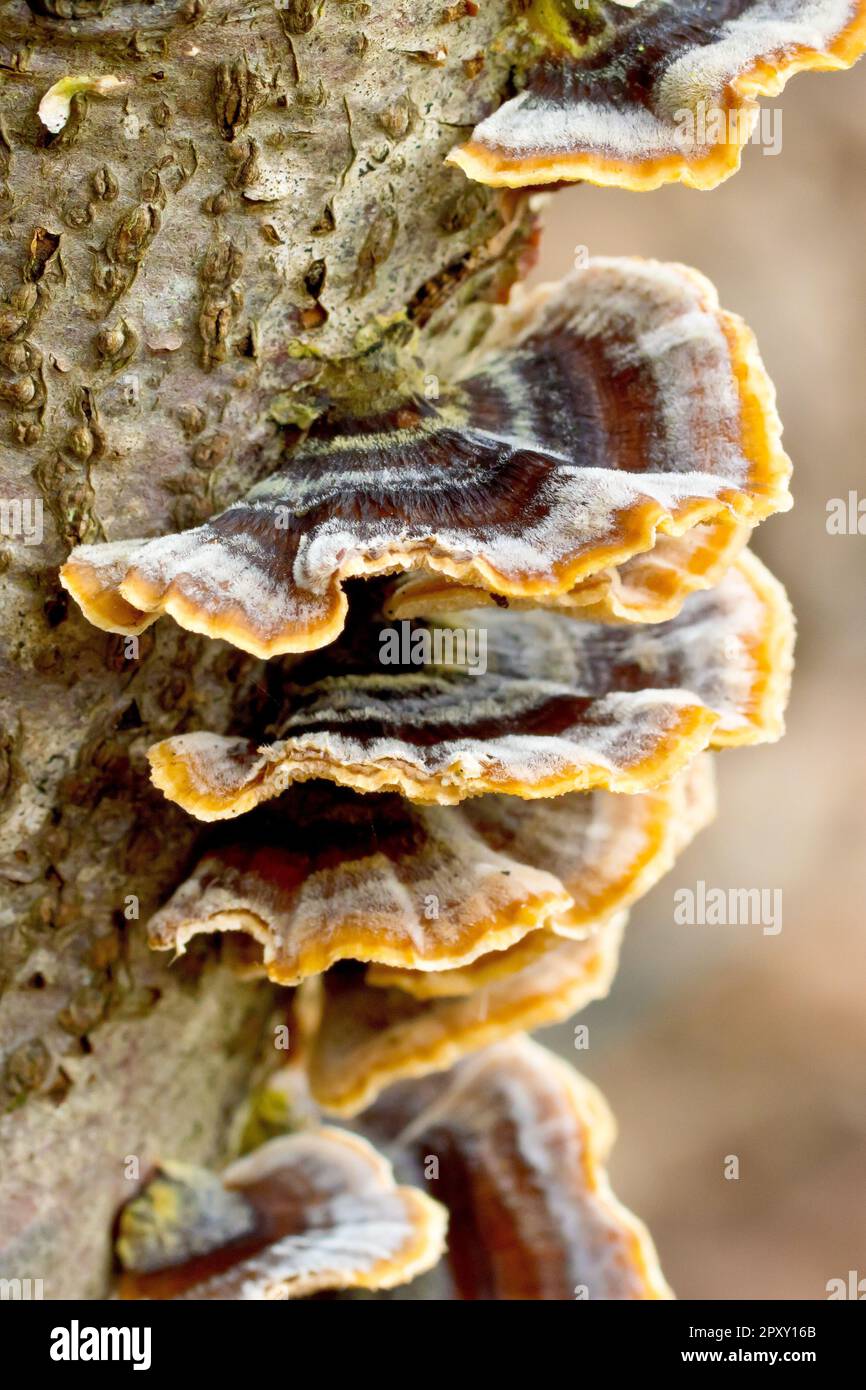Le champignon de la queue-de-cygne (trametes versicolor), gros plan de ...