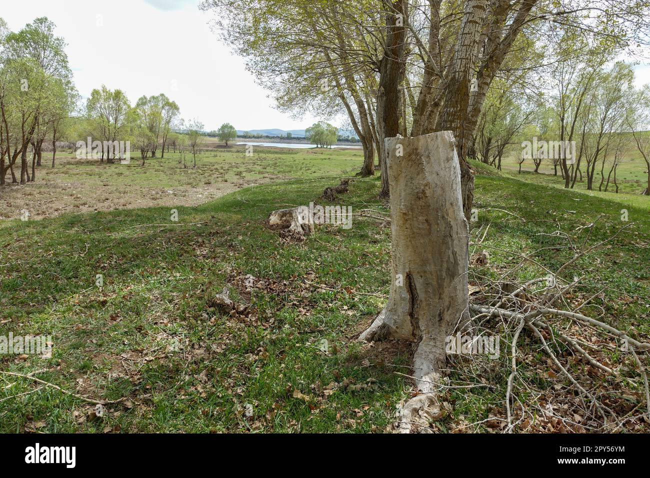 Arbre sec avec des racines Banque de photographies et d’images à haute ...