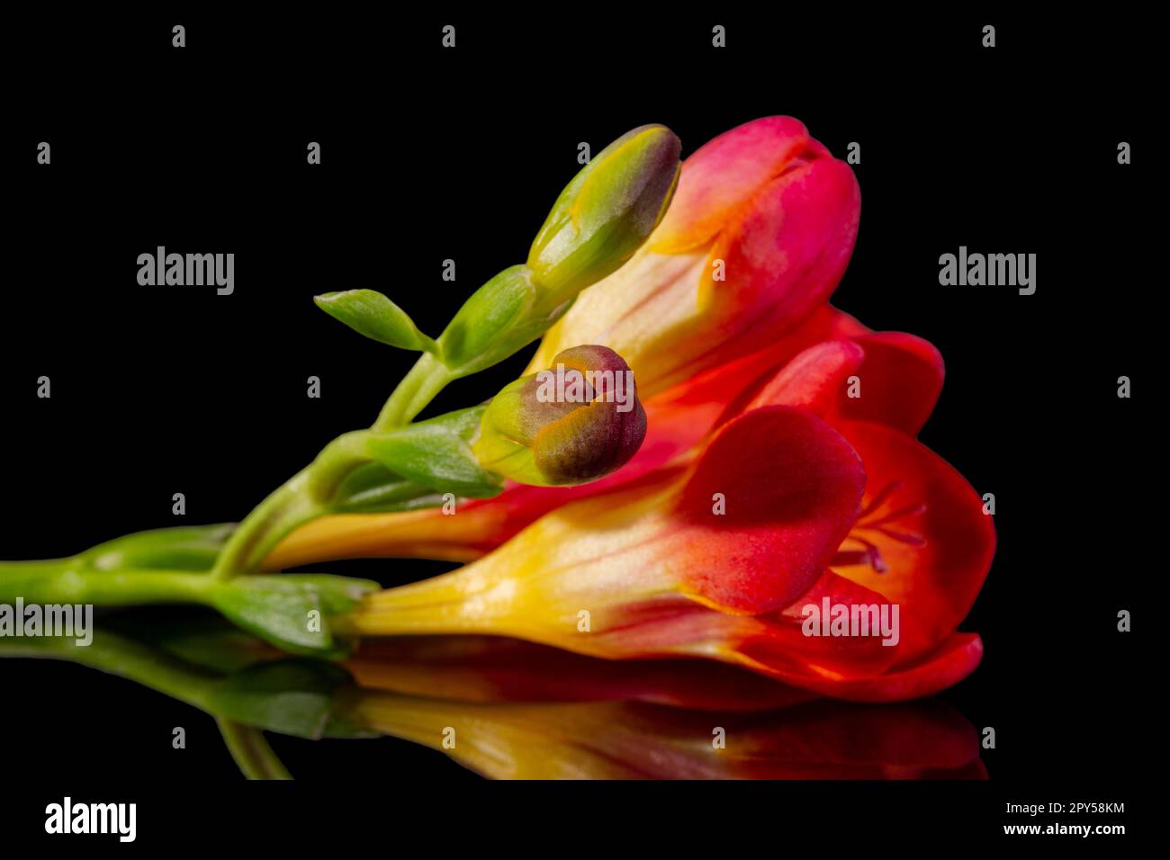 Tige simple en fleur Banque de photographies et d’images à haute ...