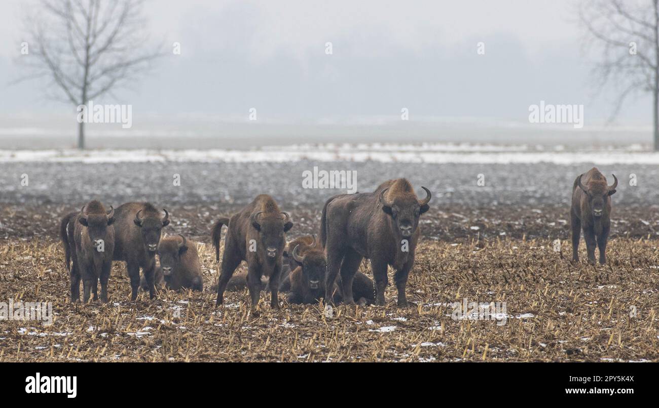 Bison bison bonasus femelle Banque de photographies et d’images à haute ...