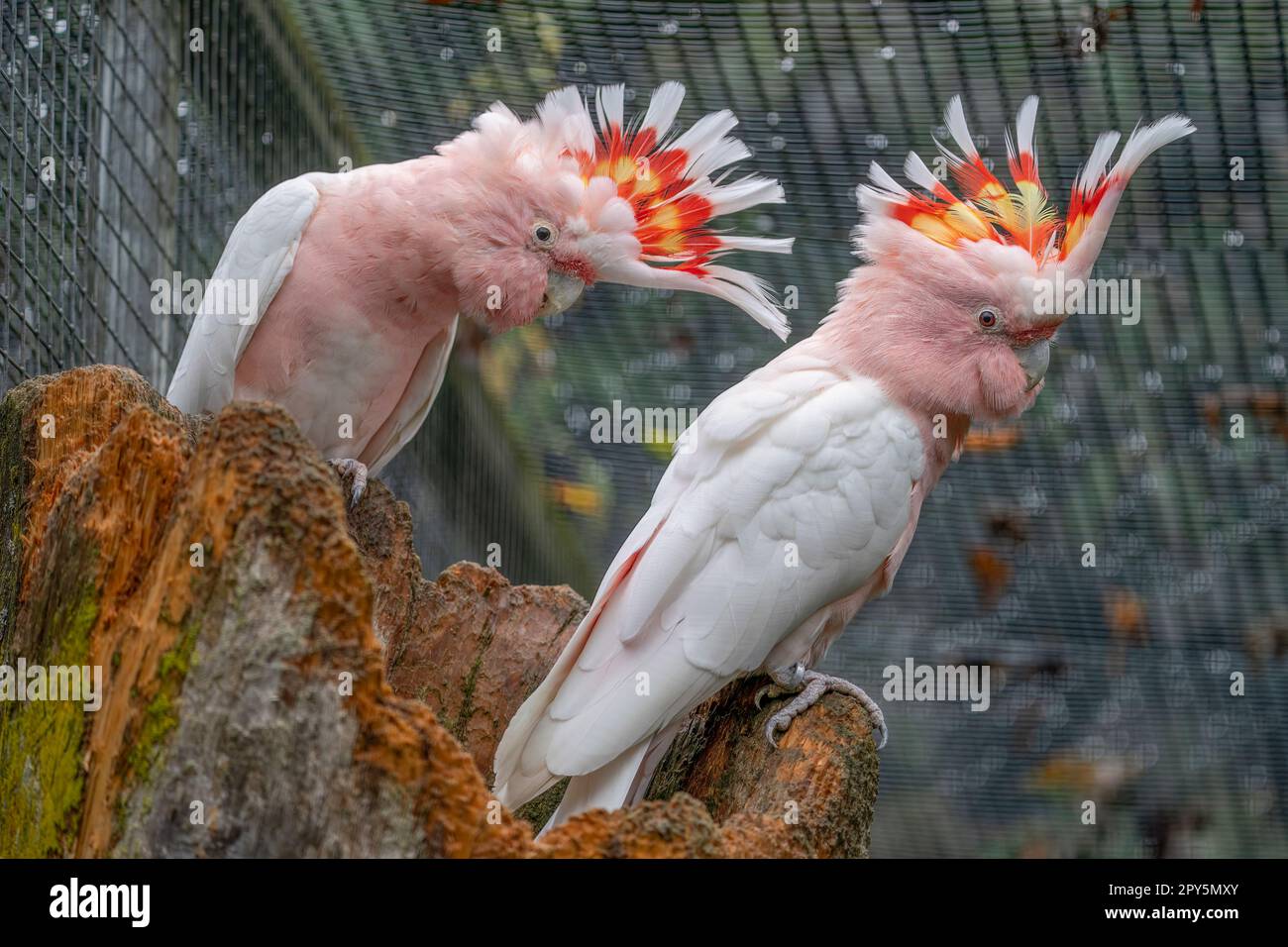 Pink cockatoo Banque de photographies et d’images à haute résolution ...