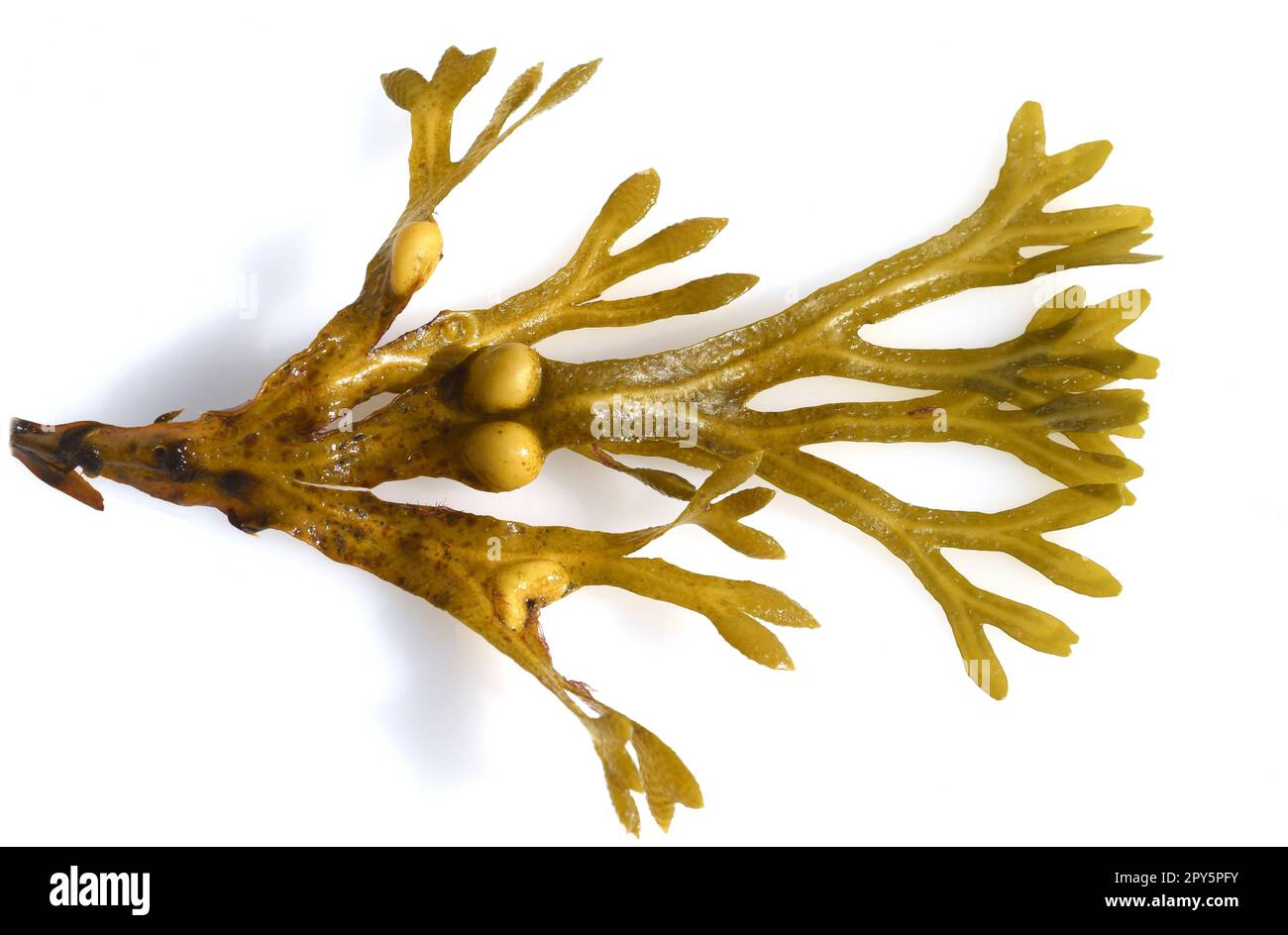 Blasentang, Fucus vesiculosus ist eine Alge die auch als Heilpflanze ...