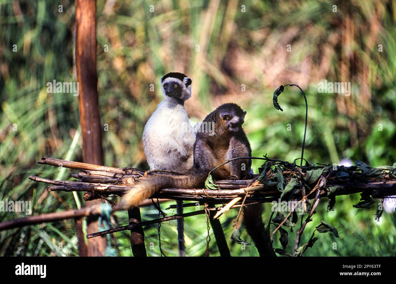 Propithecus verreauxi dansant Banque de photographies et d’images à ...