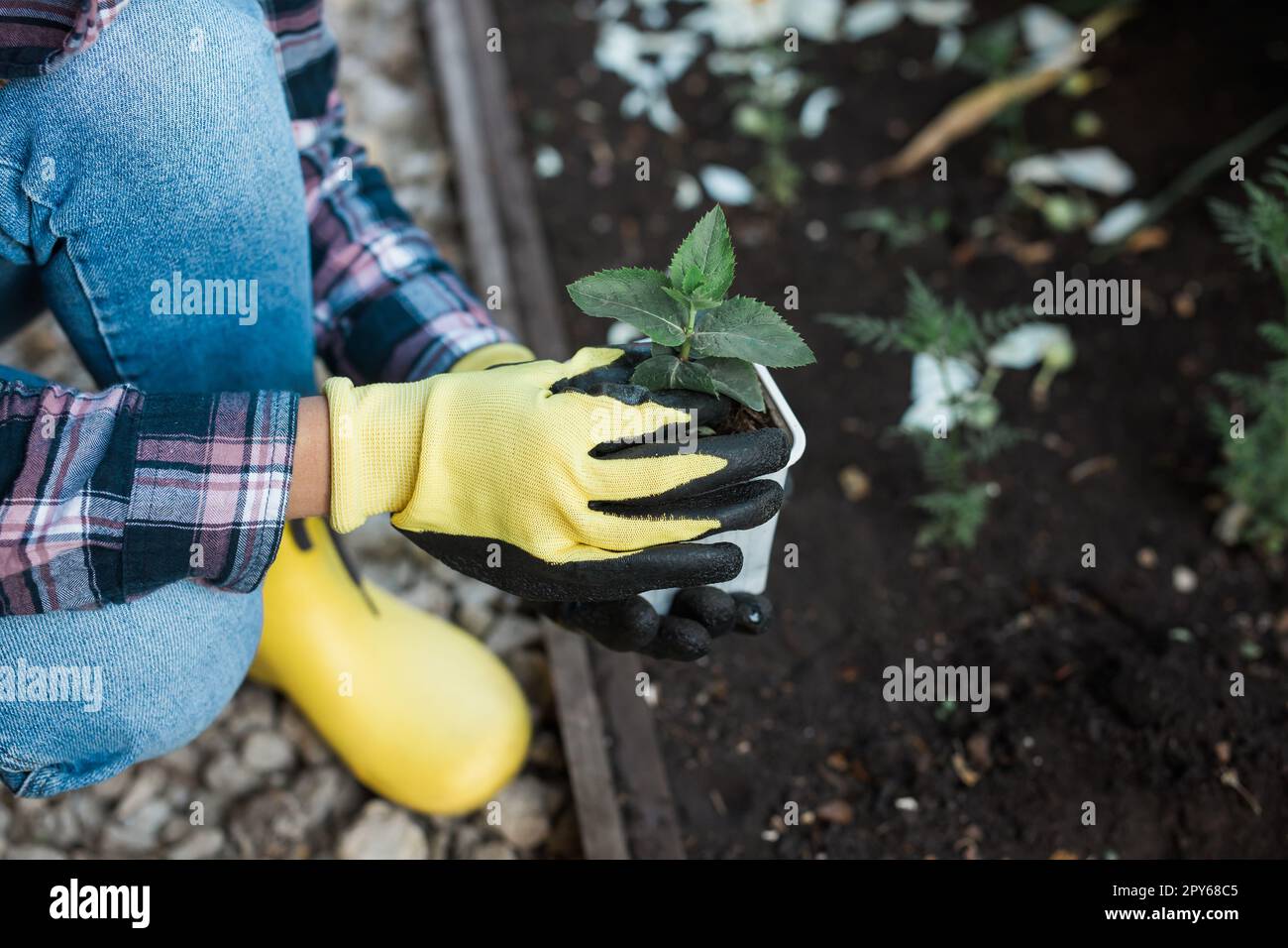 Agriculture de conservation des sols Banque de photographies et d ...