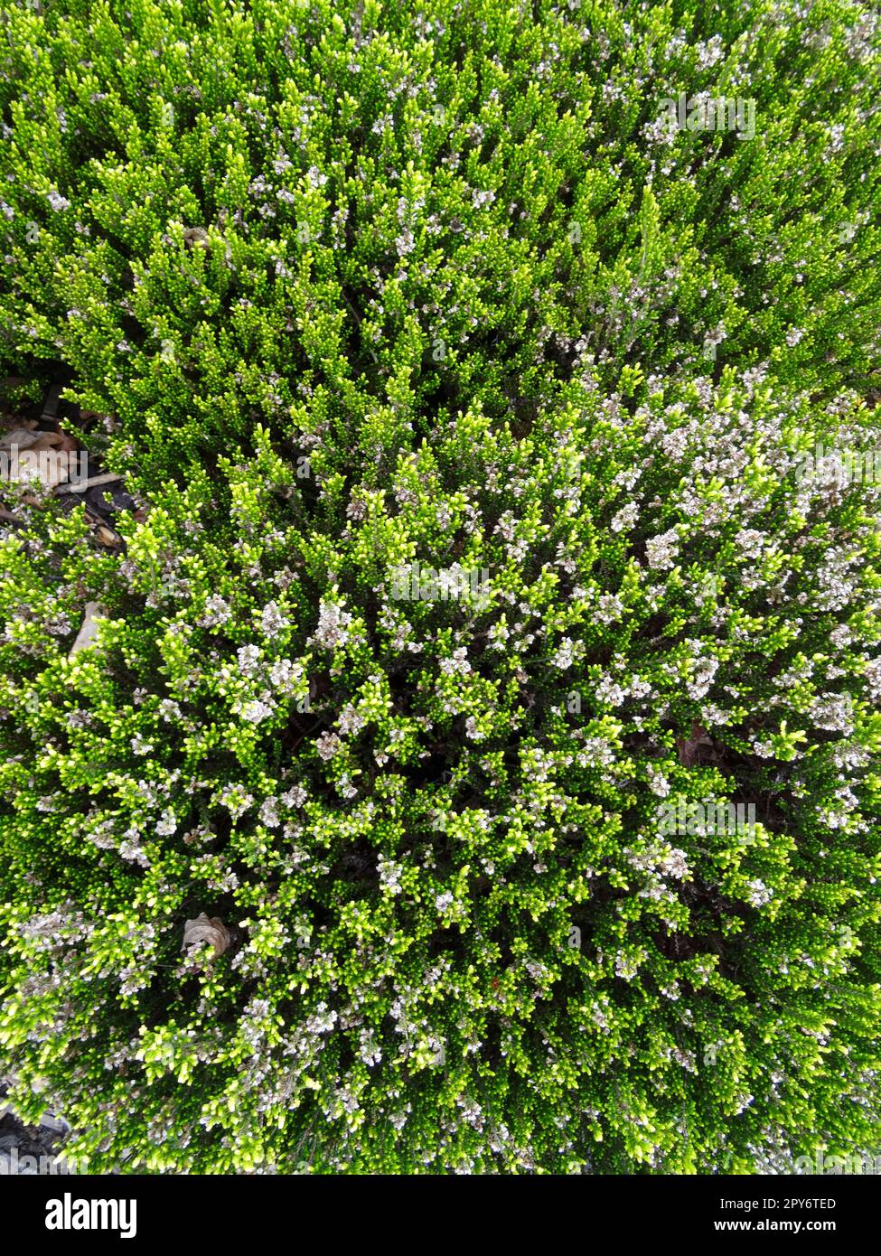 Calluna vulgaris kirby blanc Banque de photographies et d’images à haute résolution - Alamy