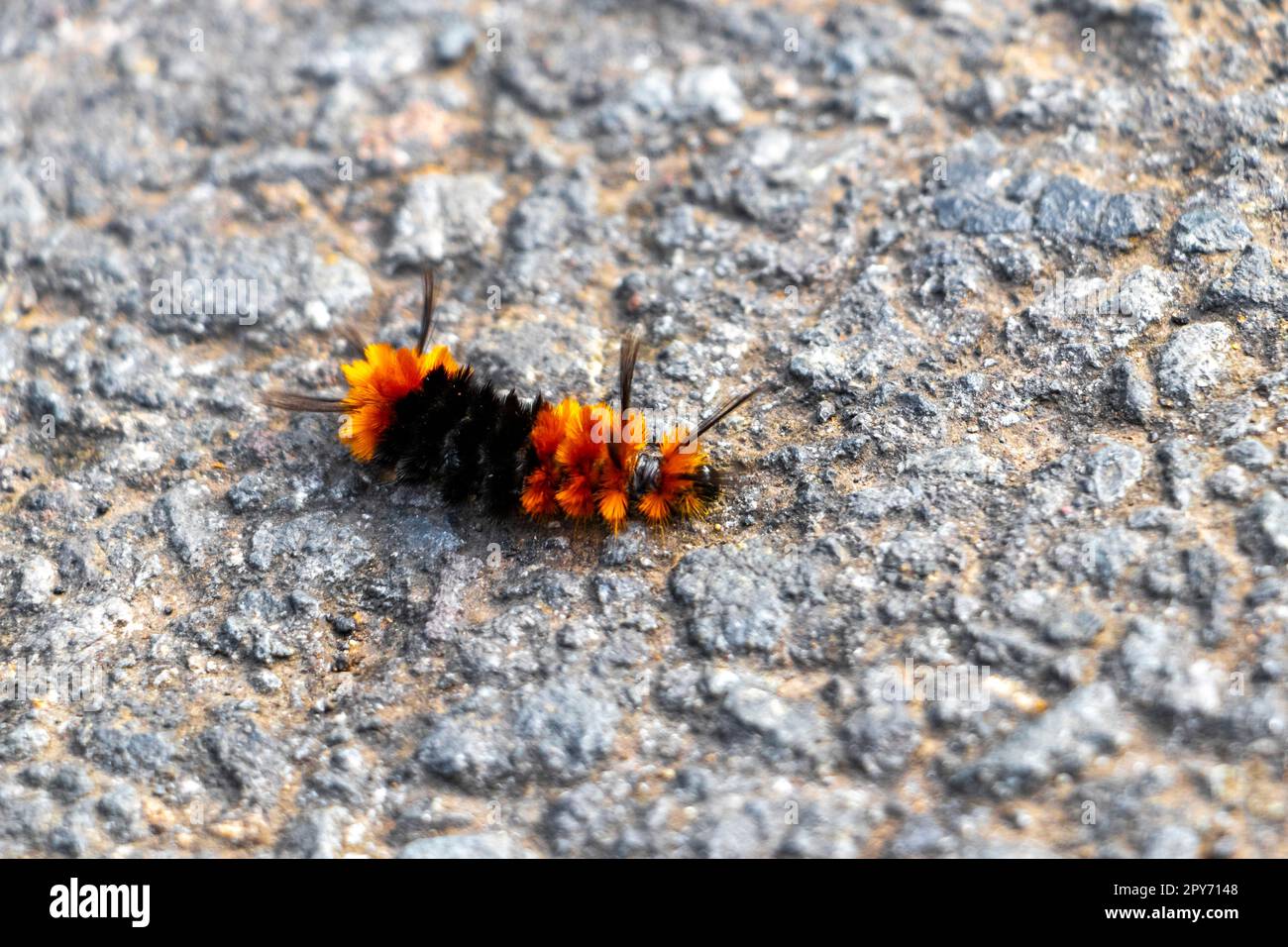 Chenille orange poilue Banque de photographies et d’images à haute ...