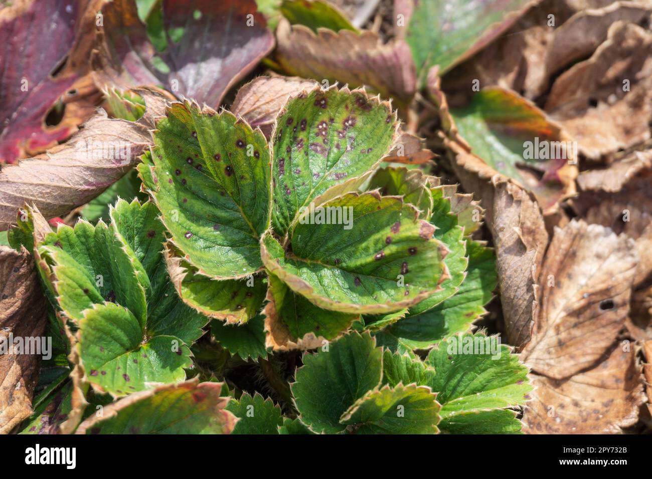 Plante de fraise avec taches rougeâtre-brunes sur les feuilles ...