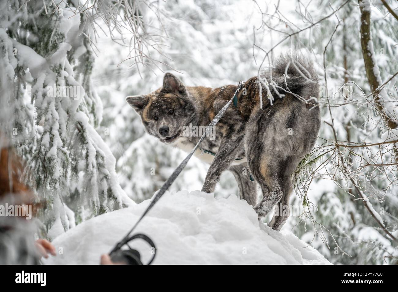 Grimper sur le dos du chien Banque de photographies et d’images à haute résolution - Alamy