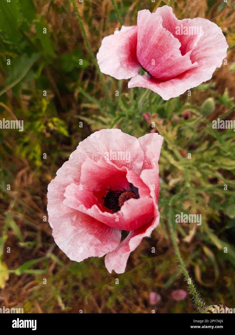 Fleurs de pavot rose vif Banque de photographies et d’images à haute ...
