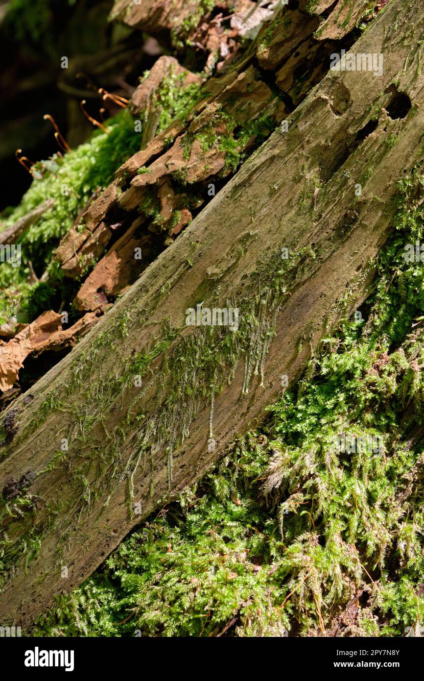 Mousse de bois Banque de photographies et d’images à haute résolution ...