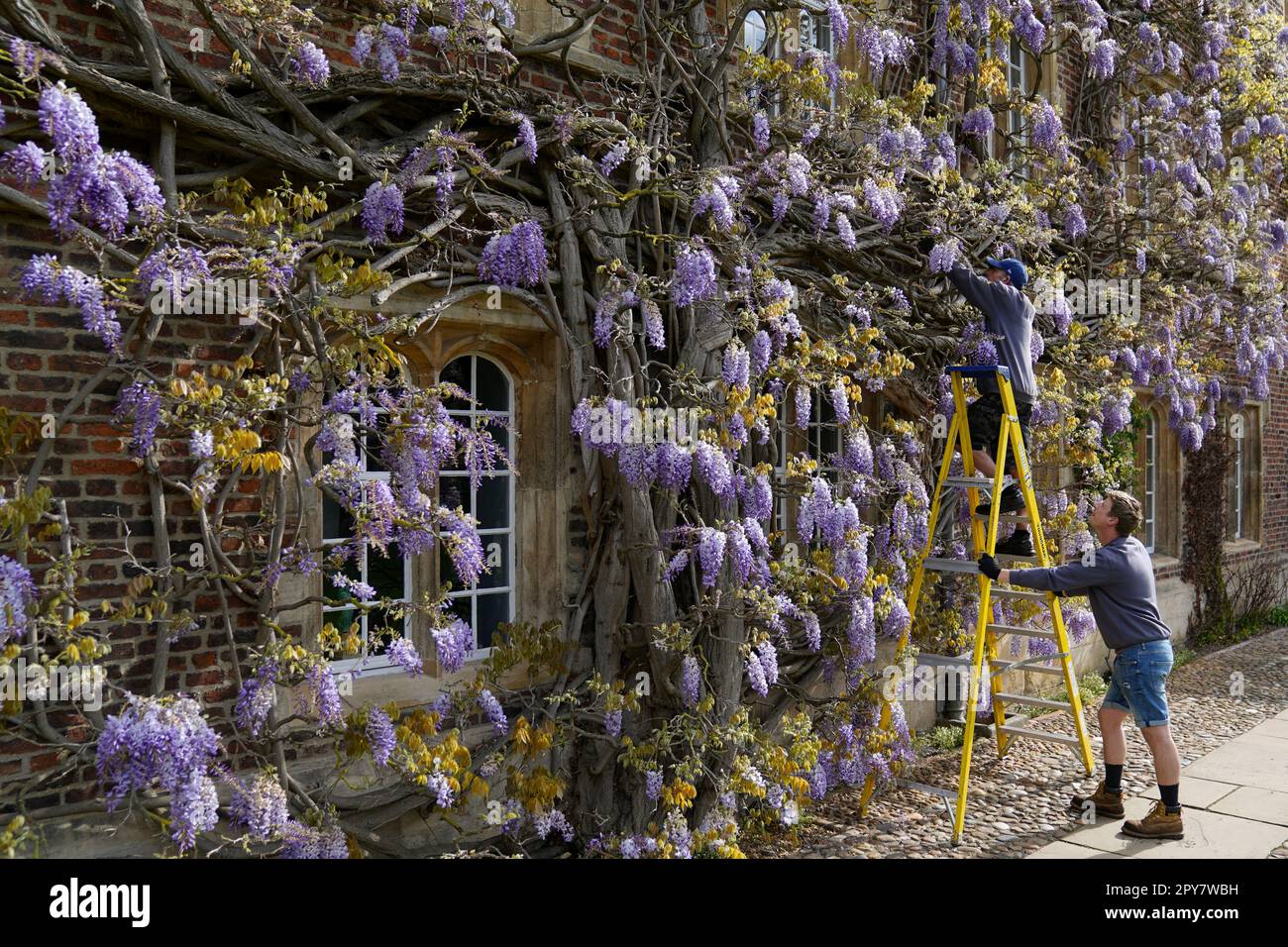 Les jardiniers Danny Lawler et Mike Morris inspectent la wisteria ...