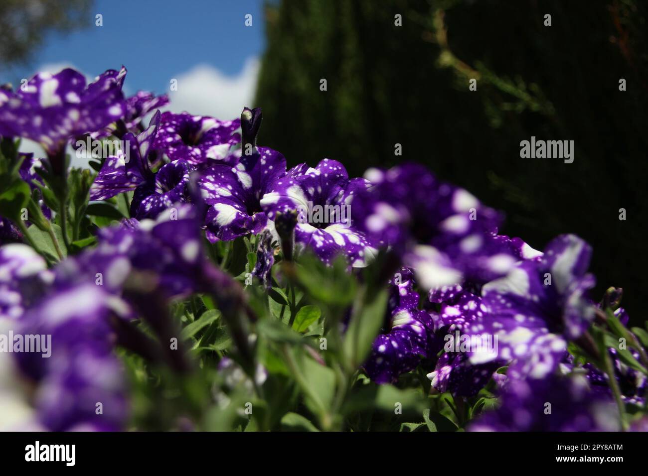 Fleur de lilas Banque de photographies et d’images à haute résolution ...