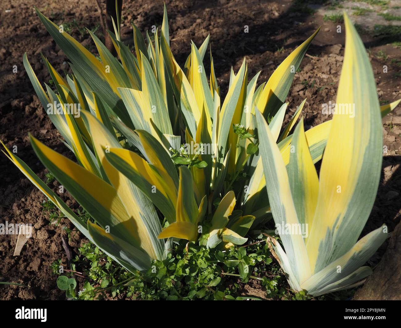 Familia de las plantas del iris iridaceae Banque de photographies et d ...