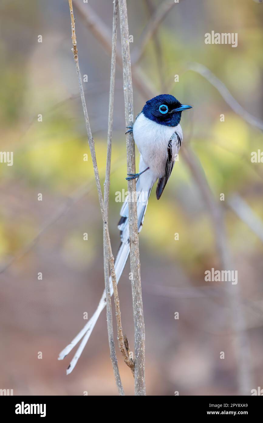 Flycatchers paradis malgache Banque de photographies et d’images à ...