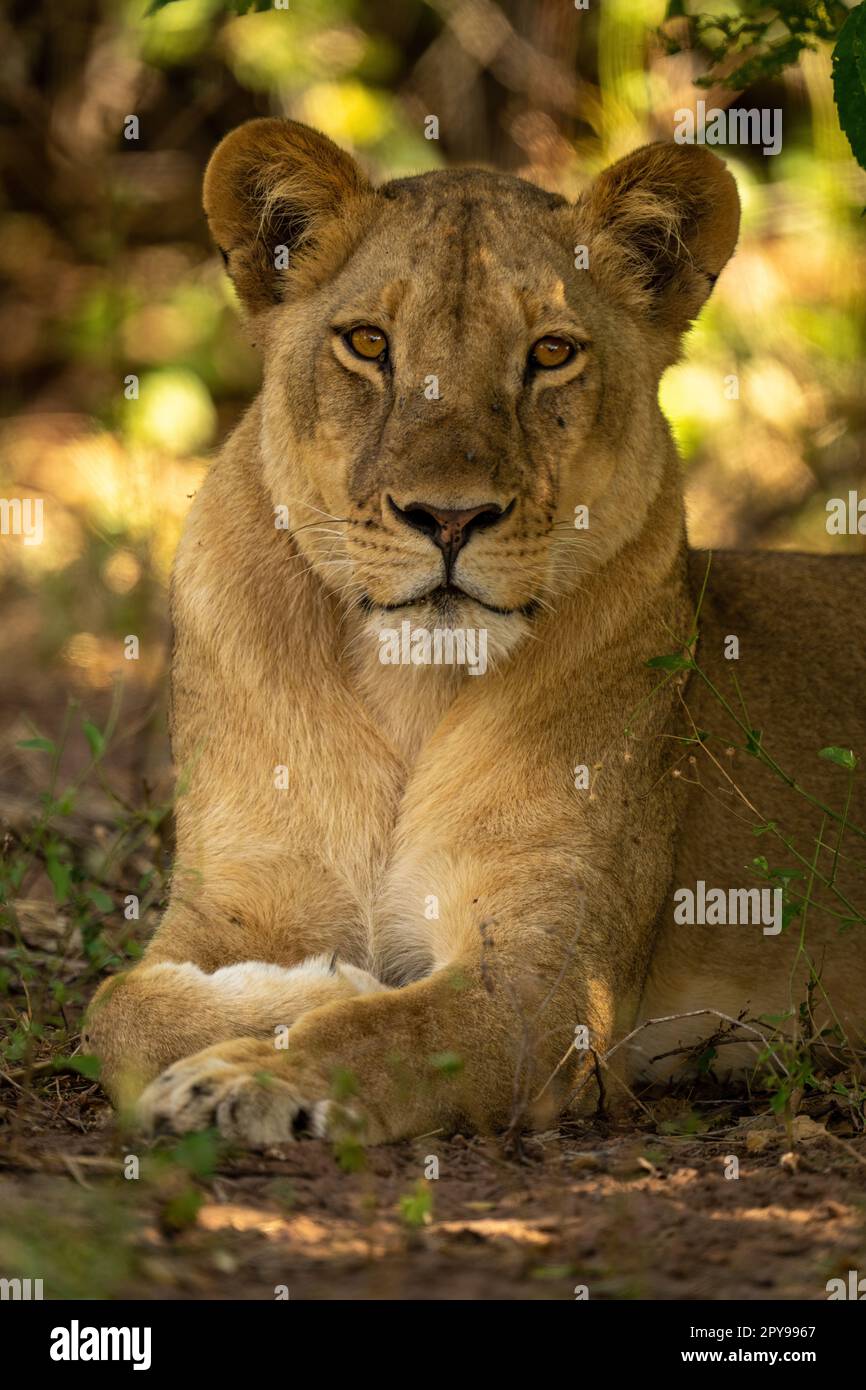 Lionne couchée Banque de photographies et d’images à haute résolution ...