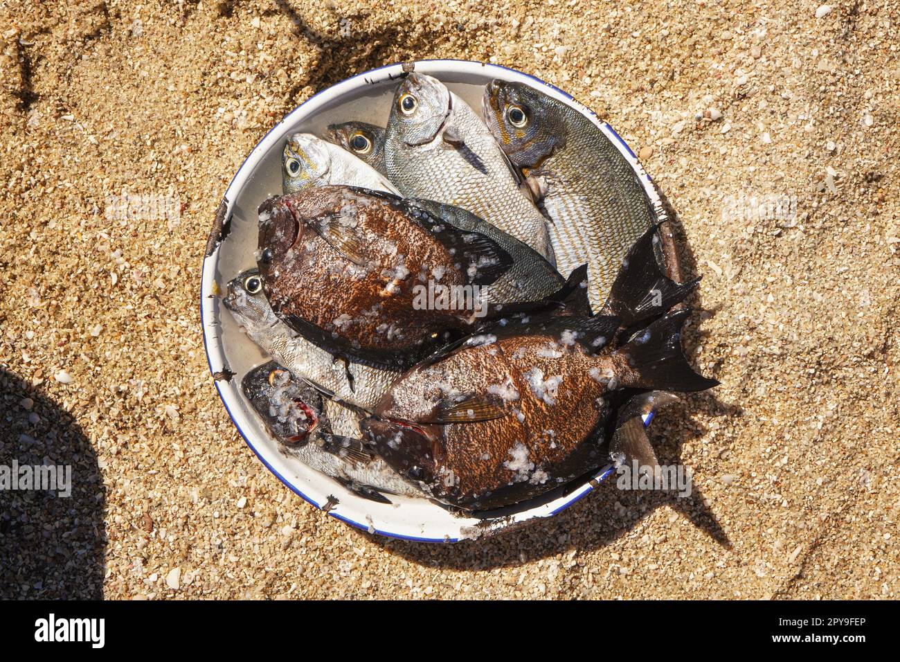 Poisson écailles soleil Banque de photographies et d’images à haute ...
