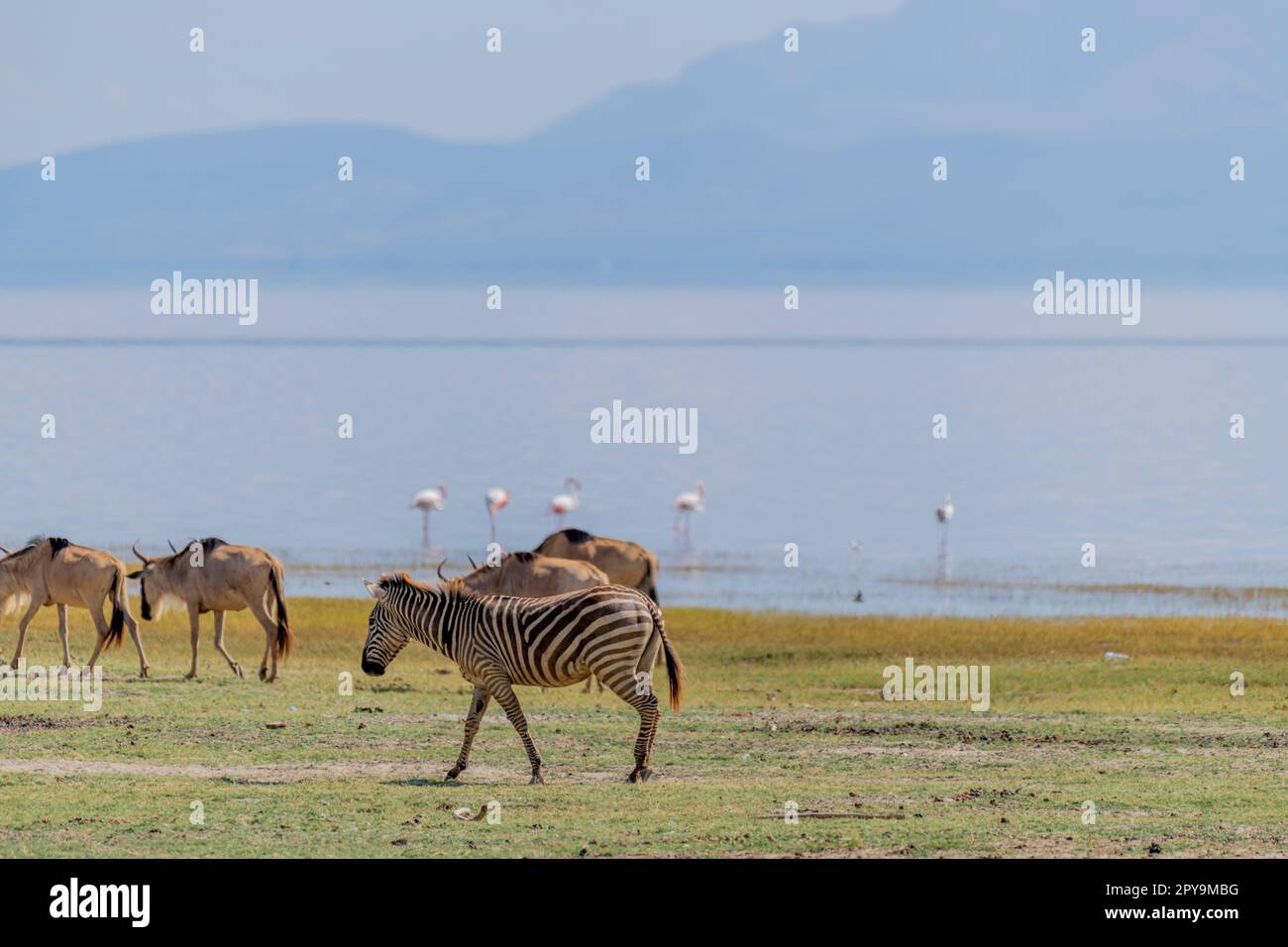 Zèbres africaines Banque de photographies et d’images à haute ...