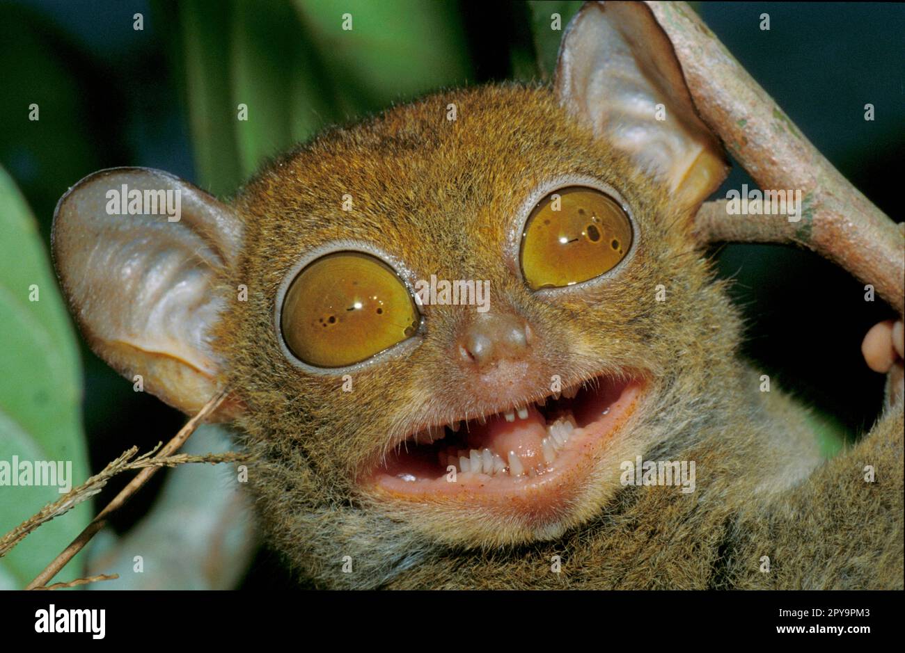 Tarsier occidental Banque de photographies et d’images à haute ...