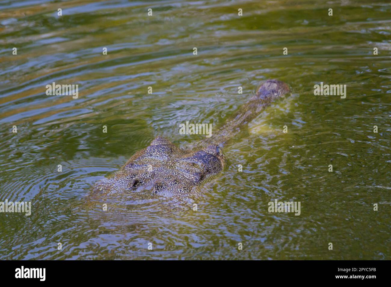 Un gharial indien, gavial ou poisson mangeant tête de crocodile sortir ...