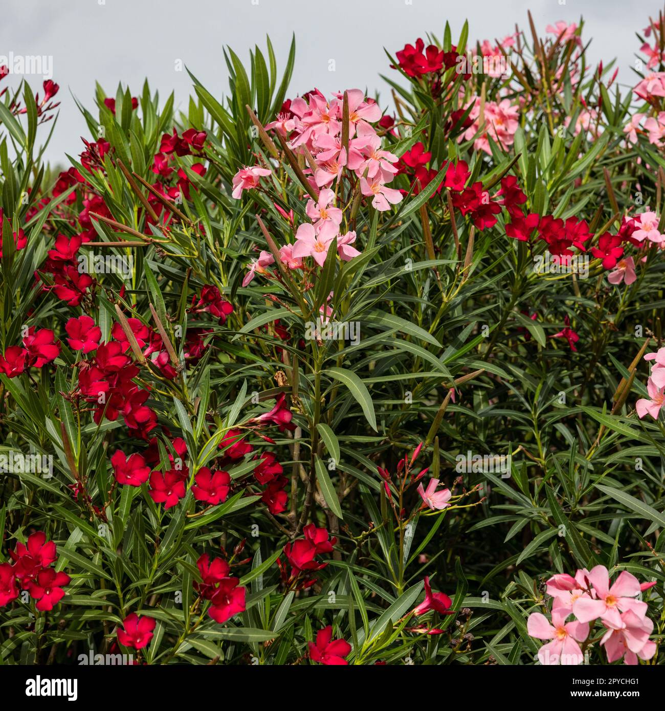 Red oleander Banque de photographies et d’images à haute résolution - Alamy