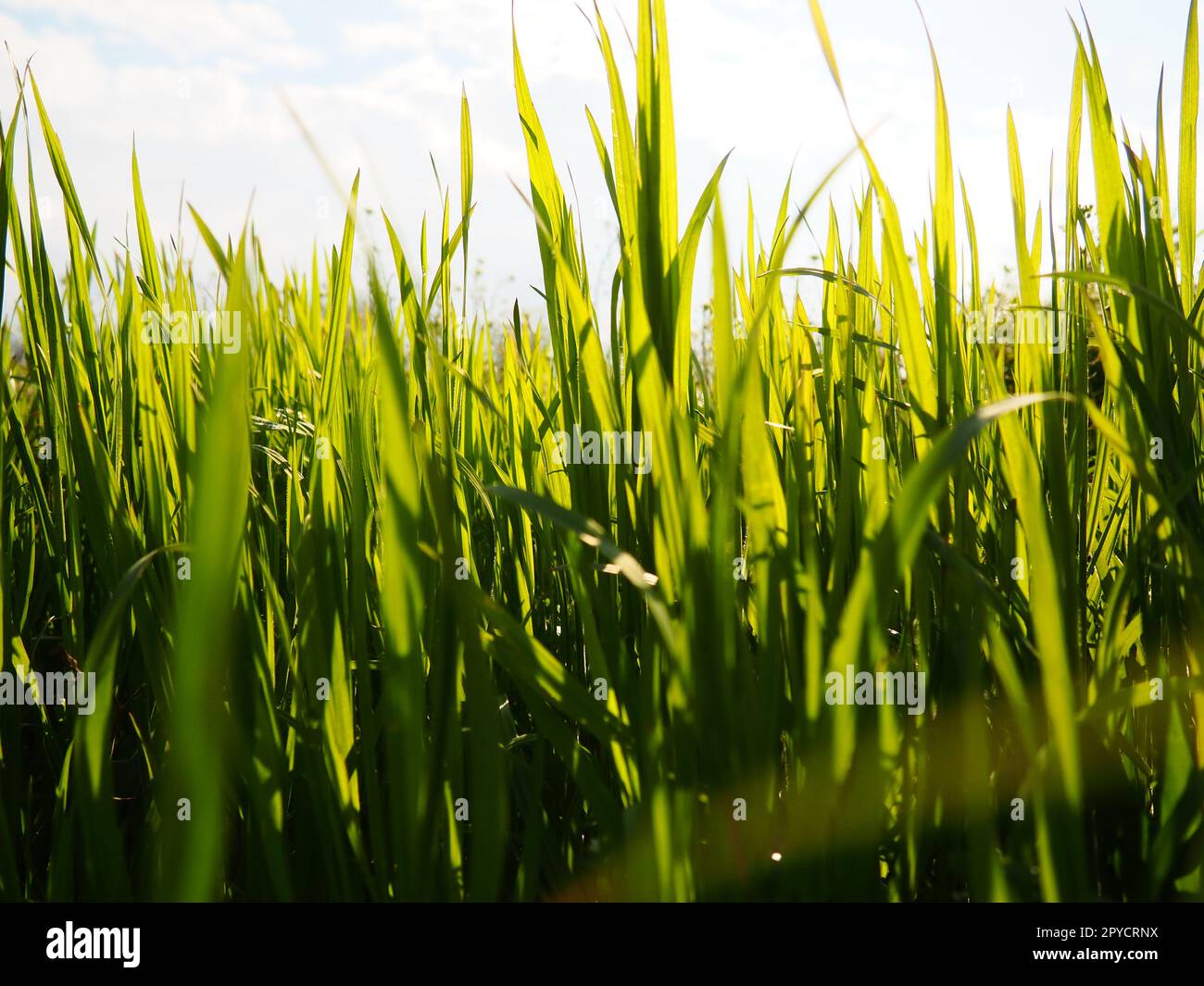 Plante sauvage des terres agricoles Banque de photographies et d’images ...