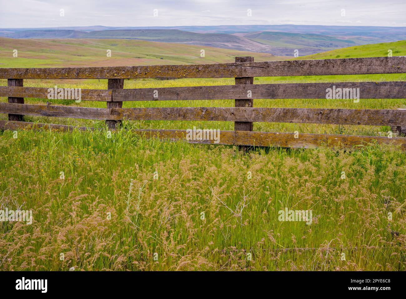 Une clôture en bois avec des herbes au printemps dans l'historique ...