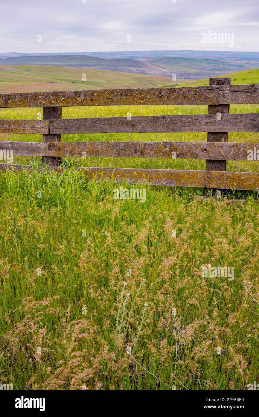 Une clôture en bois avec des herbes au printemps dans l'historique ...