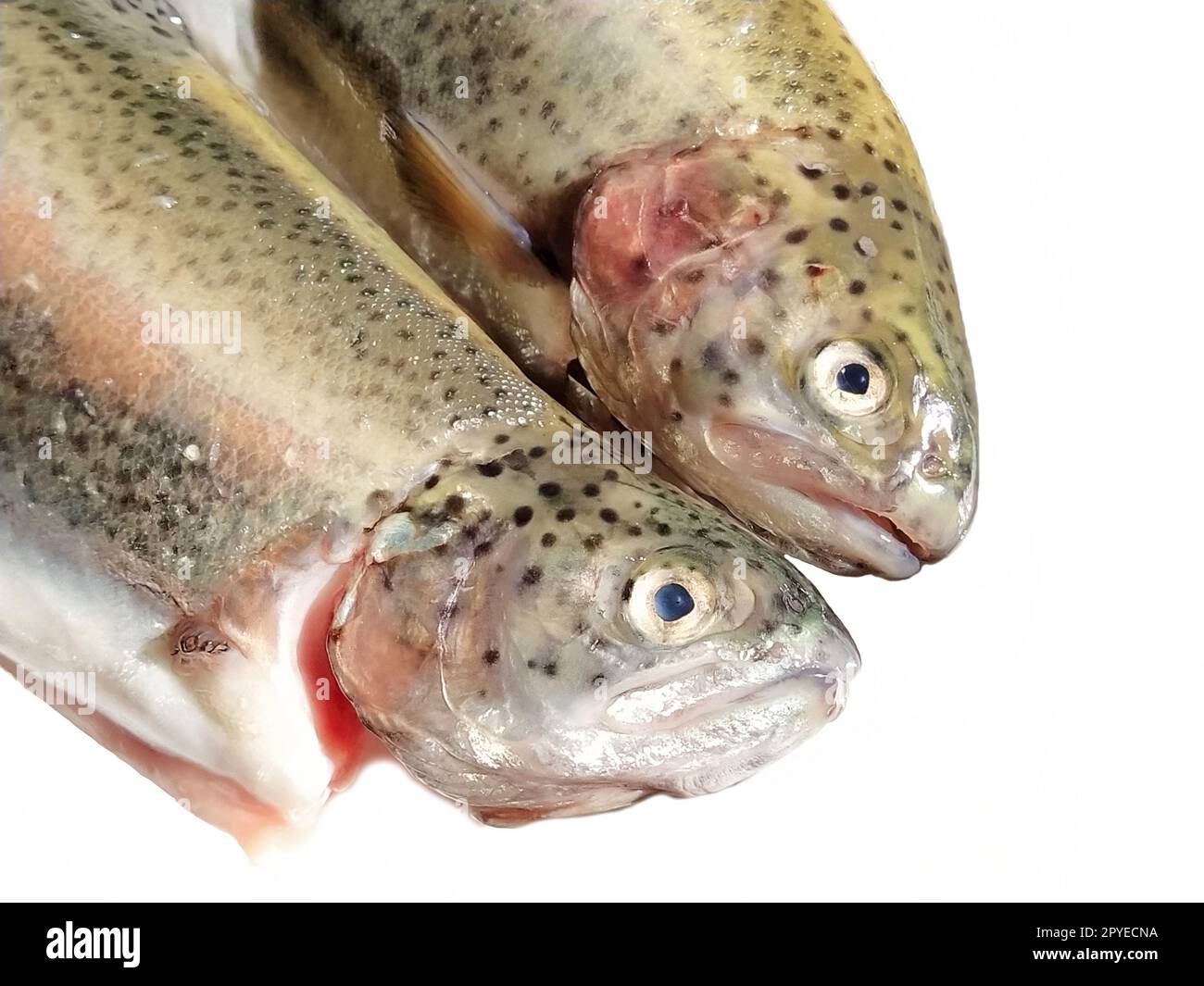 Poisson truite, deux morceaux en gros plan. Isoler. Fond blanc. Poisson ...