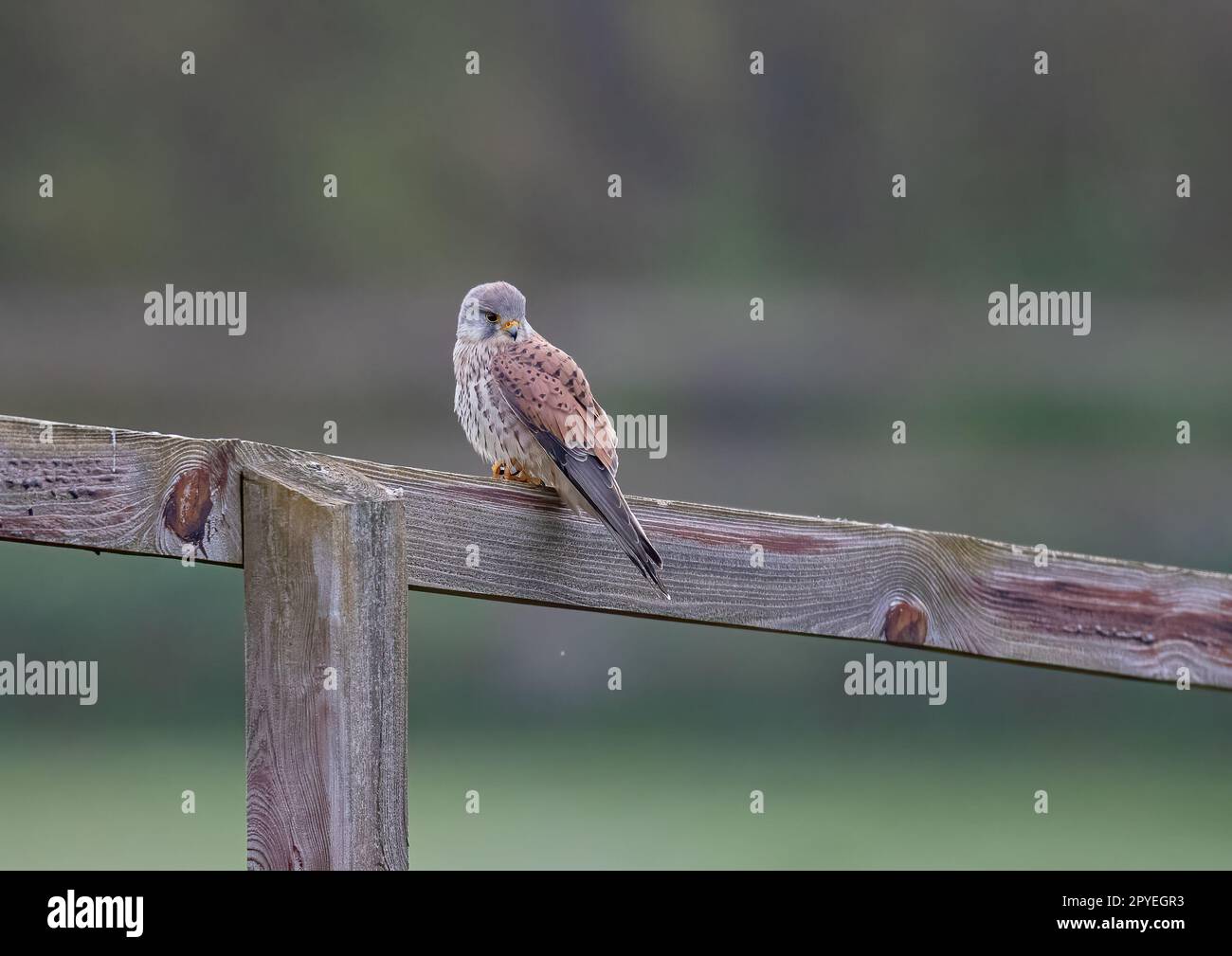 Un cliché clair d'un beau Kestrel mâle ( Falco tinnunculus) assis sur ...