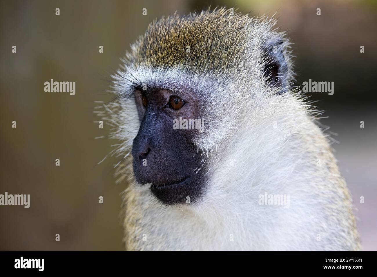 Une photo en gros plan du visage d'un singe Vervet, qui capture ses ...