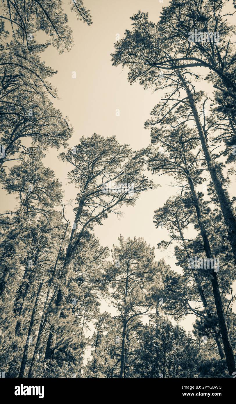 Cime des arbres et les troncs des arbres vue du dessous. Les parcs ...