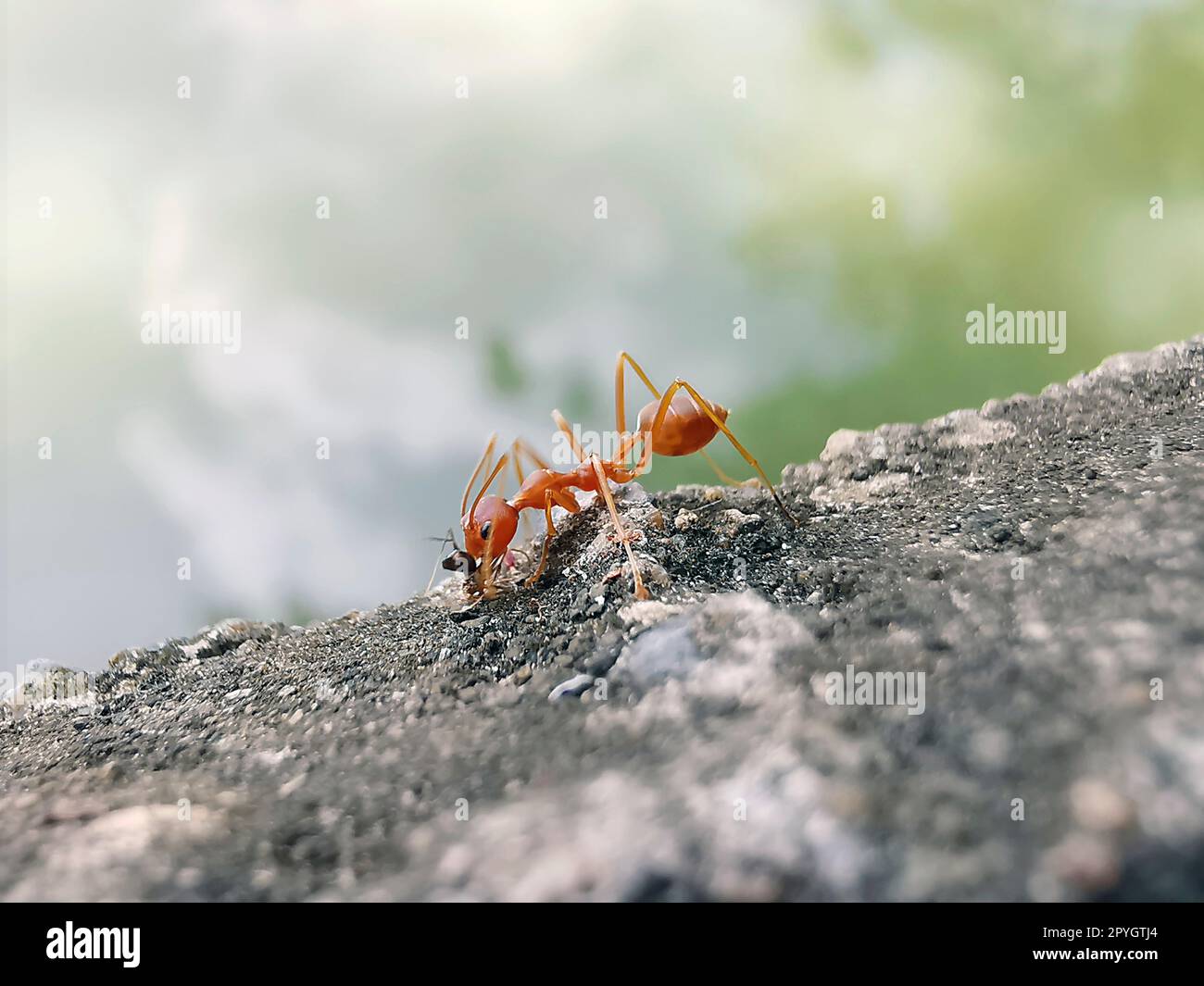 Fourmi rouge Banque de photographies et d’images à haute résolution - Alamy