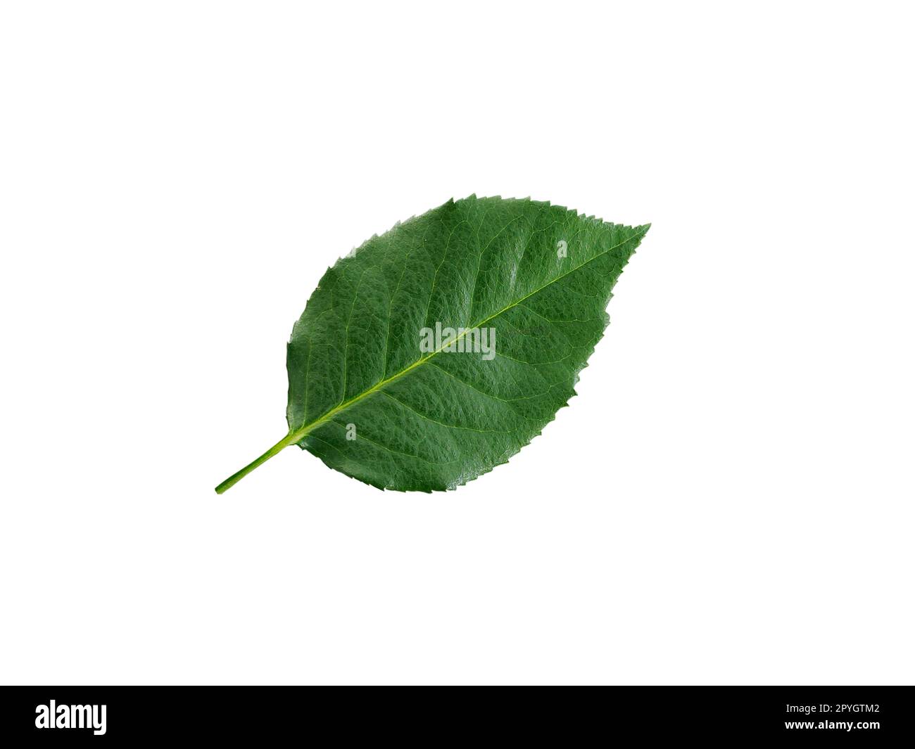 Feuilles de roses Banque de photographies et d’images à haute résolution - Alamy