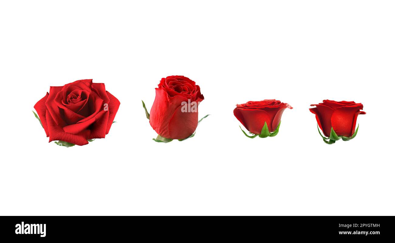 Dessin vectoriel fleurs fond de jardin Banque d'images détourées - Alamy