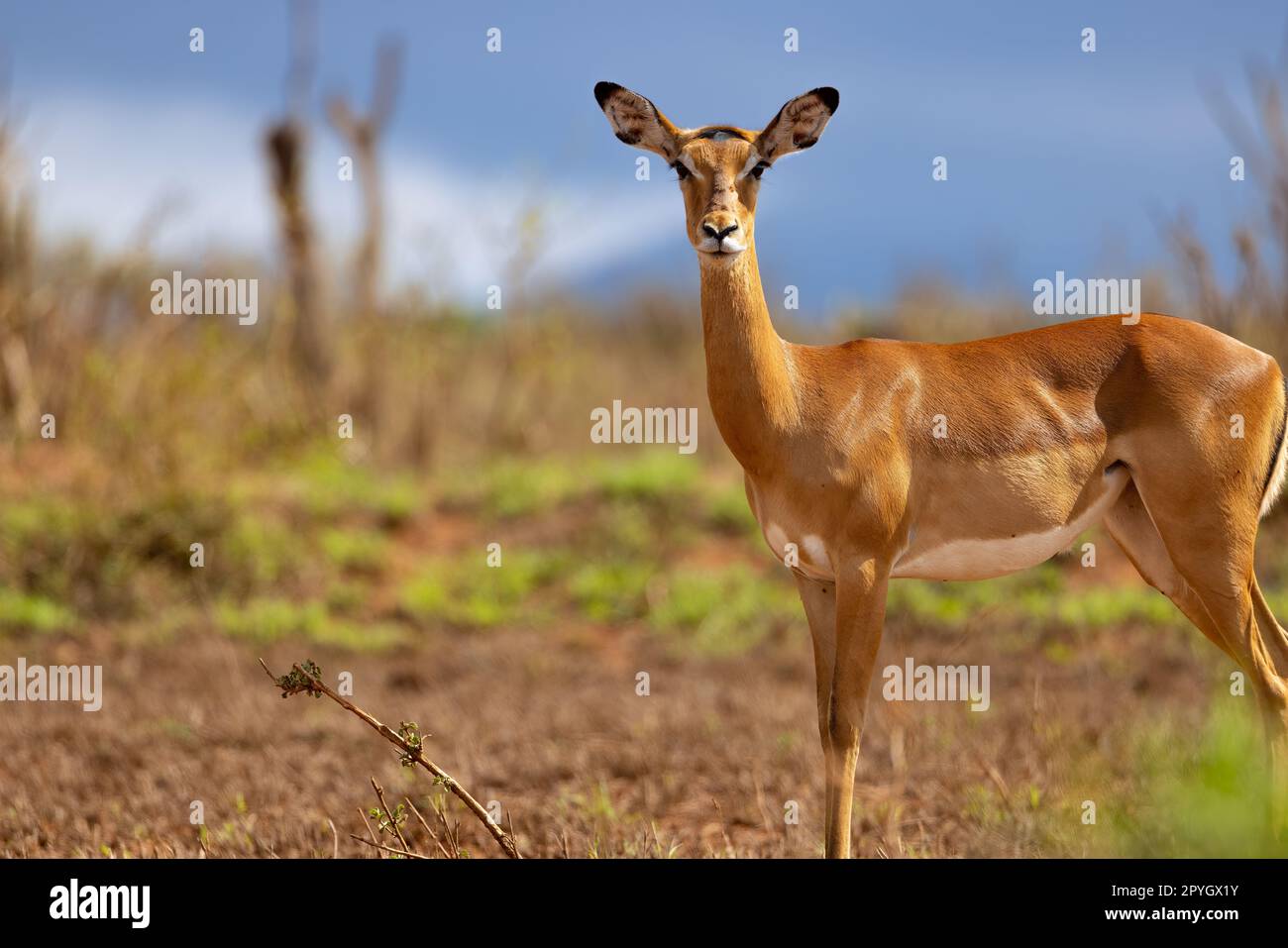 Cette photo capture la scène paisible d'un pâturage d'impala sur les ...