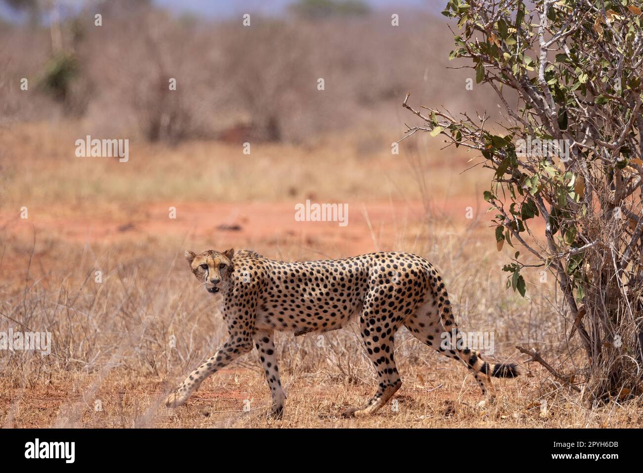 Cette photo captivante montre le guépard, un prédateur puissant et ...