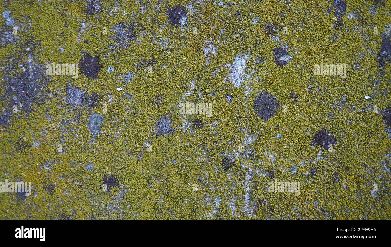 Rocher couvert de lichens Banque de photographies et d’images à haute ...