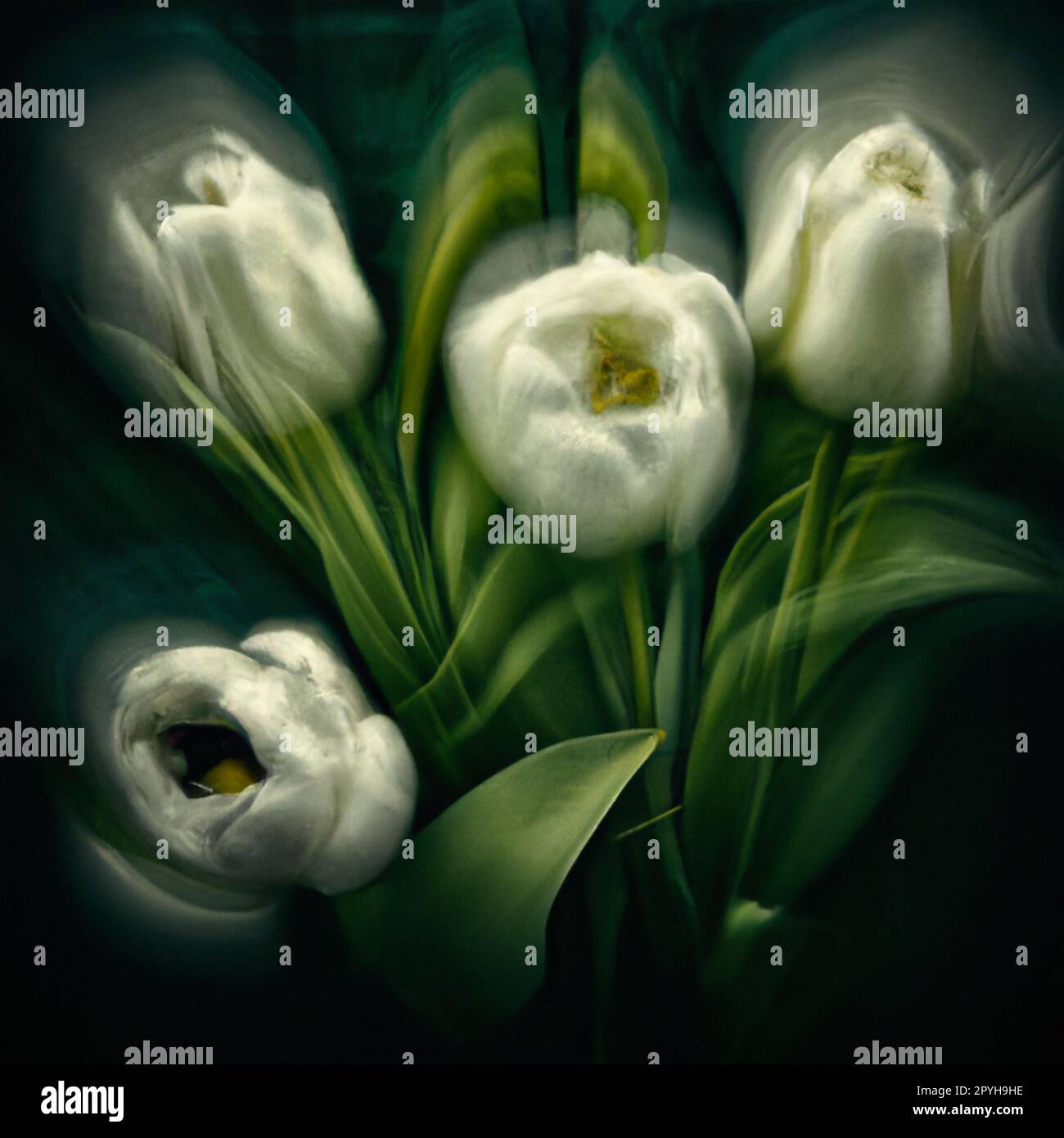 tulipe Tulipa, herbes bulbeuses de la famille des liacées. Des tulipes ...