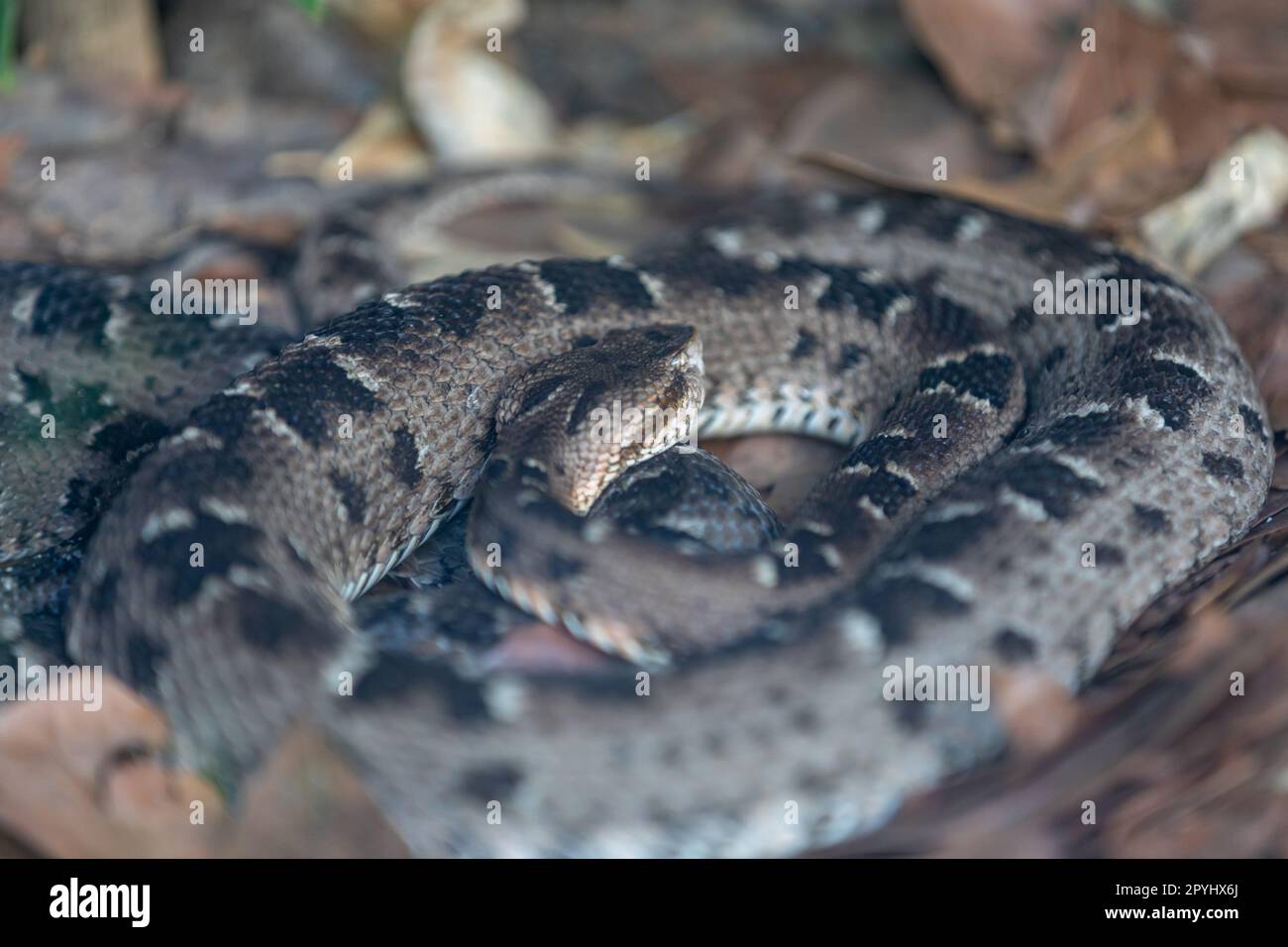 Boca de sapo Banque de photographies et d’images à haute résolution - Alamy