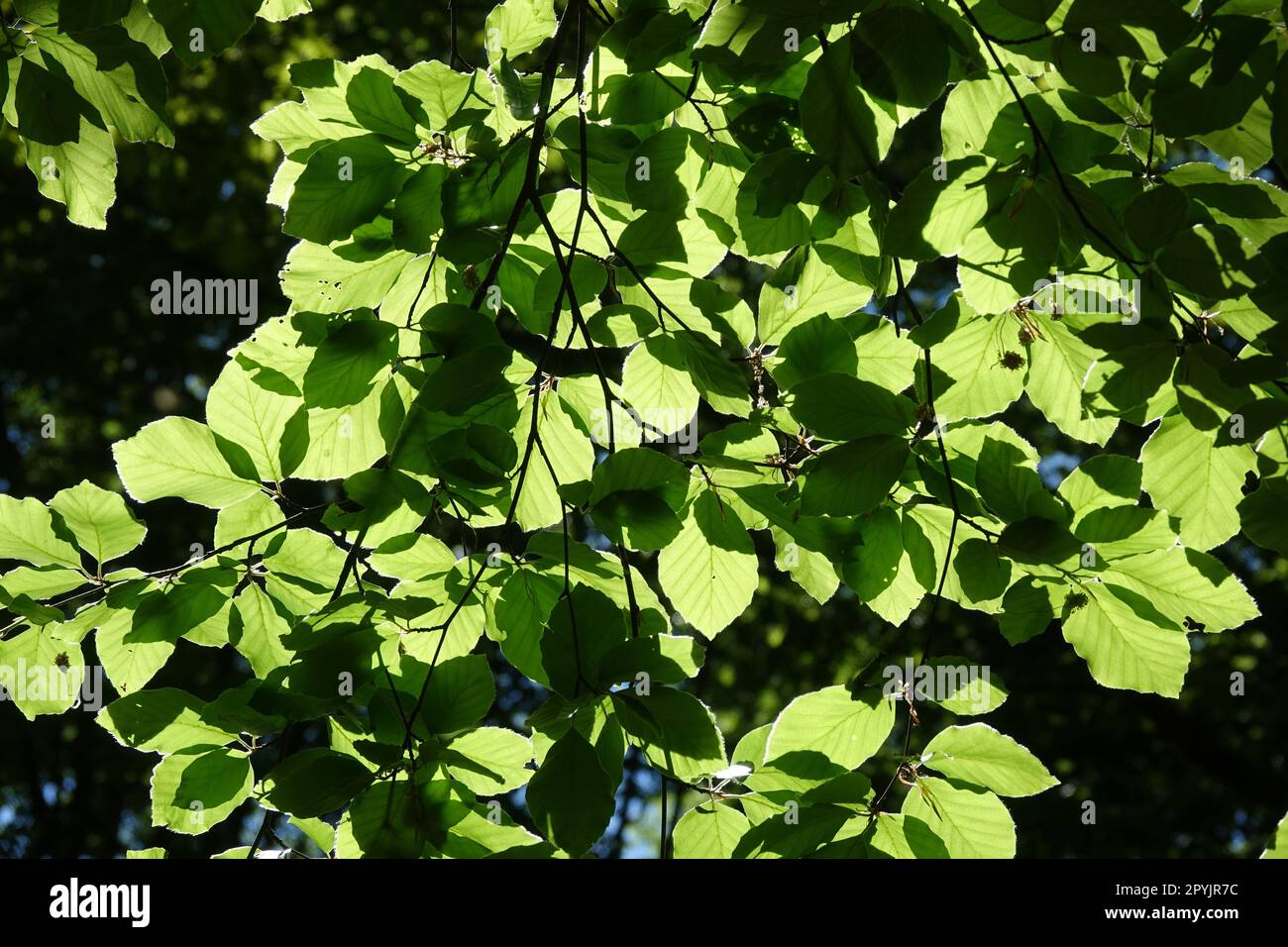 Bla tter ba ume Banque de photographies et d’images à haute résolution ...