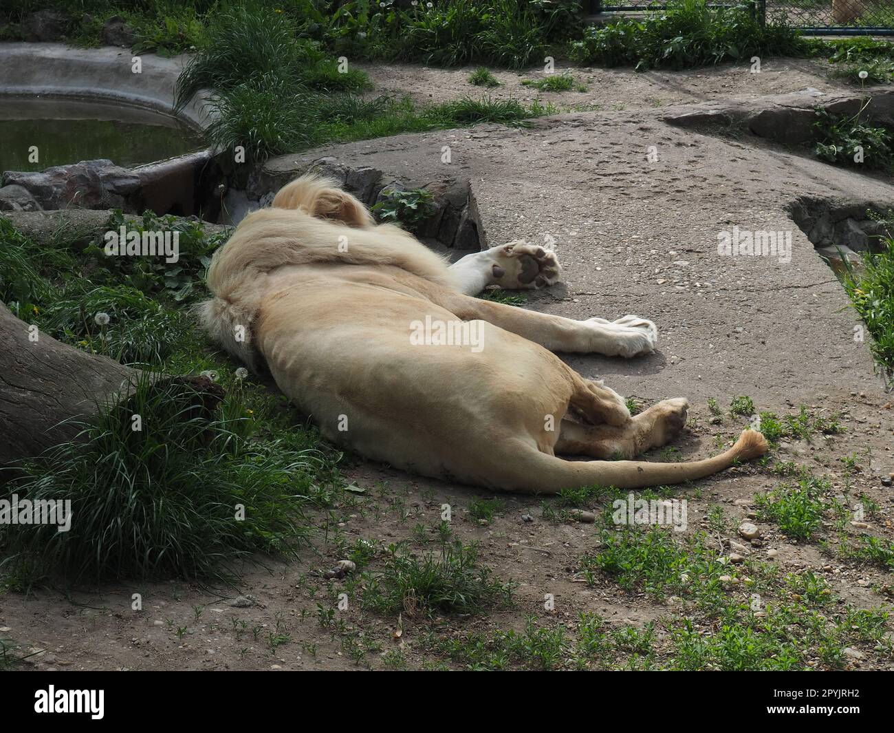 les lions blancs albino reposent dans le zoo. Lion Panthera leo est une ...